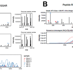 Annotated MS2 spectra and elution profiles for peptides matching MDV075.2.