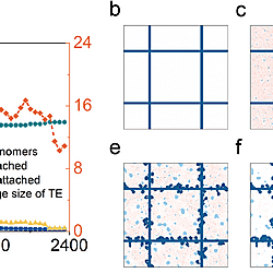 Overview of TE dynamics with standard parameters.