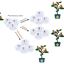 The diagram of deleterious alleles under the different reproductive ...