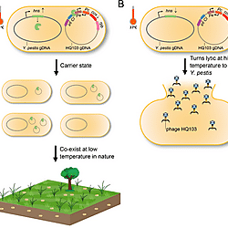 Model of the mechanism by which H-NS regulates the lytic-carrier state ...