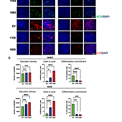NIKS and primary NHEK cells display similar characteristics in ...