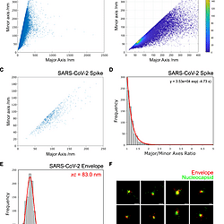 Super-resolution imaging and size analysis of influenza and SARS-CoV-2 ...