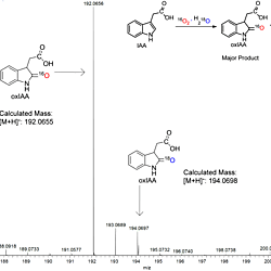 HRMS spectrum of isolated degradation product (oxIAA) from the isotopic ...