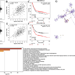 Functional enrichment analyses of SLC35A2.