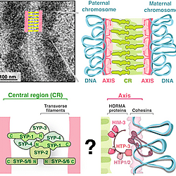 SC structure in C. elegans.