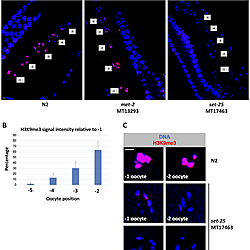 H3K9me3 signals significantly increase as oocytes become more proximal.
