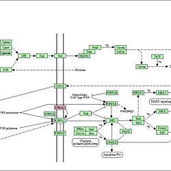 KEGG pathways analysis for the down-regulated genes in Ssdp expressing ...