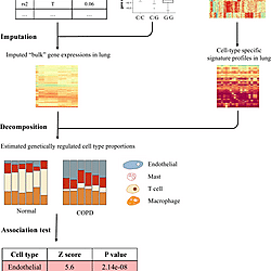 The schematic framework of cWAS.