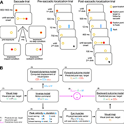 Experimental tasks and model framework.