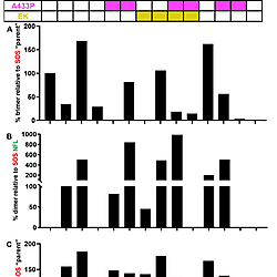 Densitometry analysis of various JR-FL gp160ΔCT mutants using ImageJ.