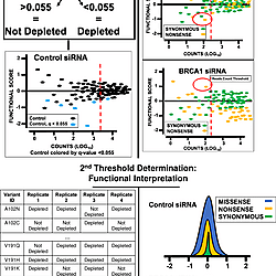 Comparison of analysis approaches for evaluating BRCA1 variants in the ...