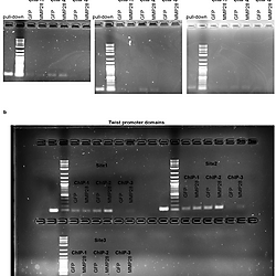 PCR after chromatin immunoprecipitation with GFP and MMP28-GFP.