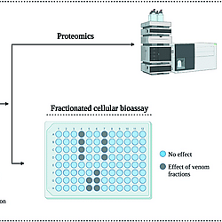 Graphical overview of the bioassay workflow.