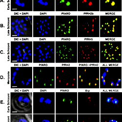 Colocalization of native PfARO with nuclear marker at early schizont ...