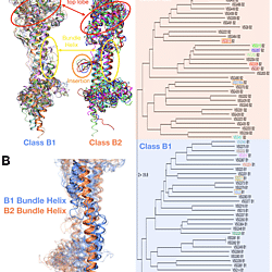 Subtle Structural Differences Between Class B1 and Class B2 VSGs.