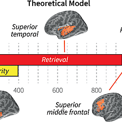 Theoretical model of associative recognition.