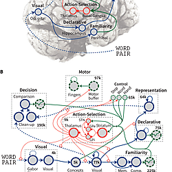 Architecture of the brain model.