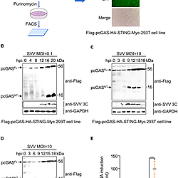 SVV infection causes the cleavage of pcGAS within its N-terminal domain.