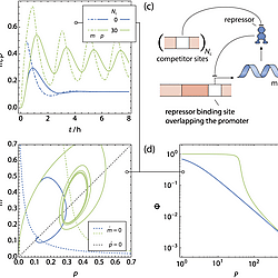 The single gene oscillator.