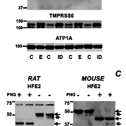 HFE2 is partially cleaved at the N-terminus in iron-deficient animals.