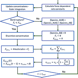 Schematic showing the flowchart for simulation and force quantification.