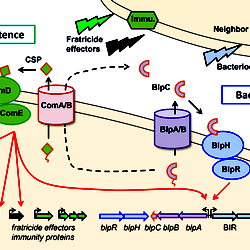 Schematic model of the genetic organization and regulation of the Com ...
