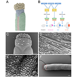 Overview of stomatal and gynoecium development and the presence of ...