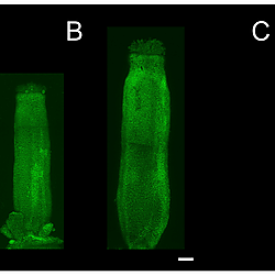 Confocal imaging of AG-GFP in late-stage gynoecia.