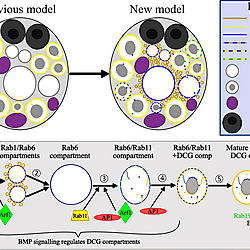 Model for the regulation of DCG compartment biogenesis in SCs.