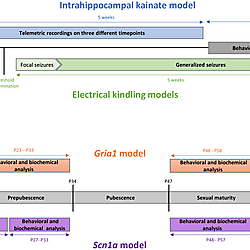 Overview of the experimental timelines.