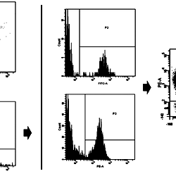Gating and acquisition strategy for the detection of circulating ...