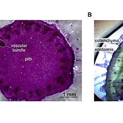 Cross-section of sunflower stem and stem peels.