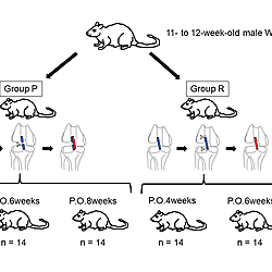 Schematic showing rat sample sizes and experimental design of ...