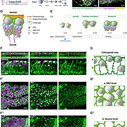 The CG encase each NSC and its neuronal lineage in an individual ...