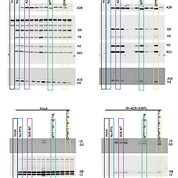 Uncropped original images of Fig 7B.