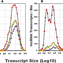 Size distribution of mRNA and lncRNA sequenced transcripts extracted ...