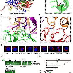 Structure of the FMDV-AWH-W125 complex and key determinations on VP2 as ...
