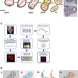 Overview of ST process.