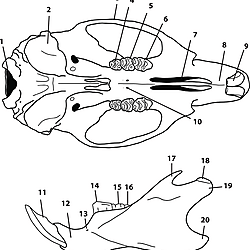 Schematics and nomenclature of rodent cranium (1–10) and mandible (11–20).