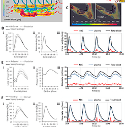 Development of the cell-and-plasma 3-D computational fluid dynamics (CFD) model.