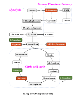 Metabolic pathway map.
