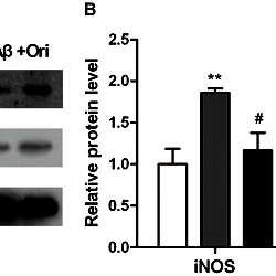 Effects of Ori on the protein levels of iNOS and COX-2 in Aβ1–42 ...