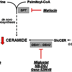 Metabolic pathways involved in ceramide formation.