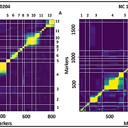 A heat map of a constructed genetic linkage map of A) NC 10204 and B ...