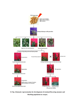 Schematic representation for development of terminal flowering mutants and MutMap population in ...