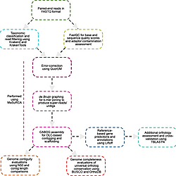 Workflow for de novo assembly and reference-based gene predictions.