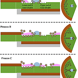 Schematic diagram of the discharge development process.
