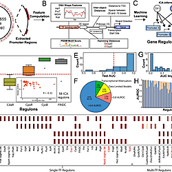 Sequence-based TRN prediction workflow and model assessment.