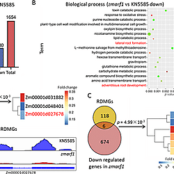 Transcriptome profiling revealed down regulated DEGs in knockout ...