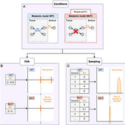 Flux Variability Analysis (FVA) and sampling.